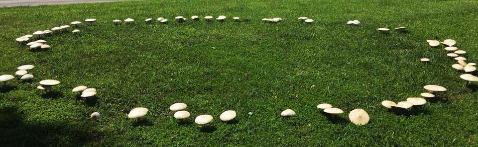 Fairy Rings and Liminal Spaces | Twisting the Leaf