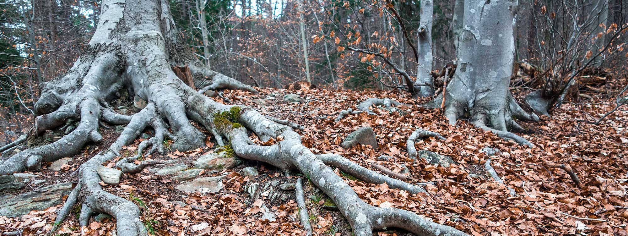 What is Centering and Grounding? | Twisting the Leaf